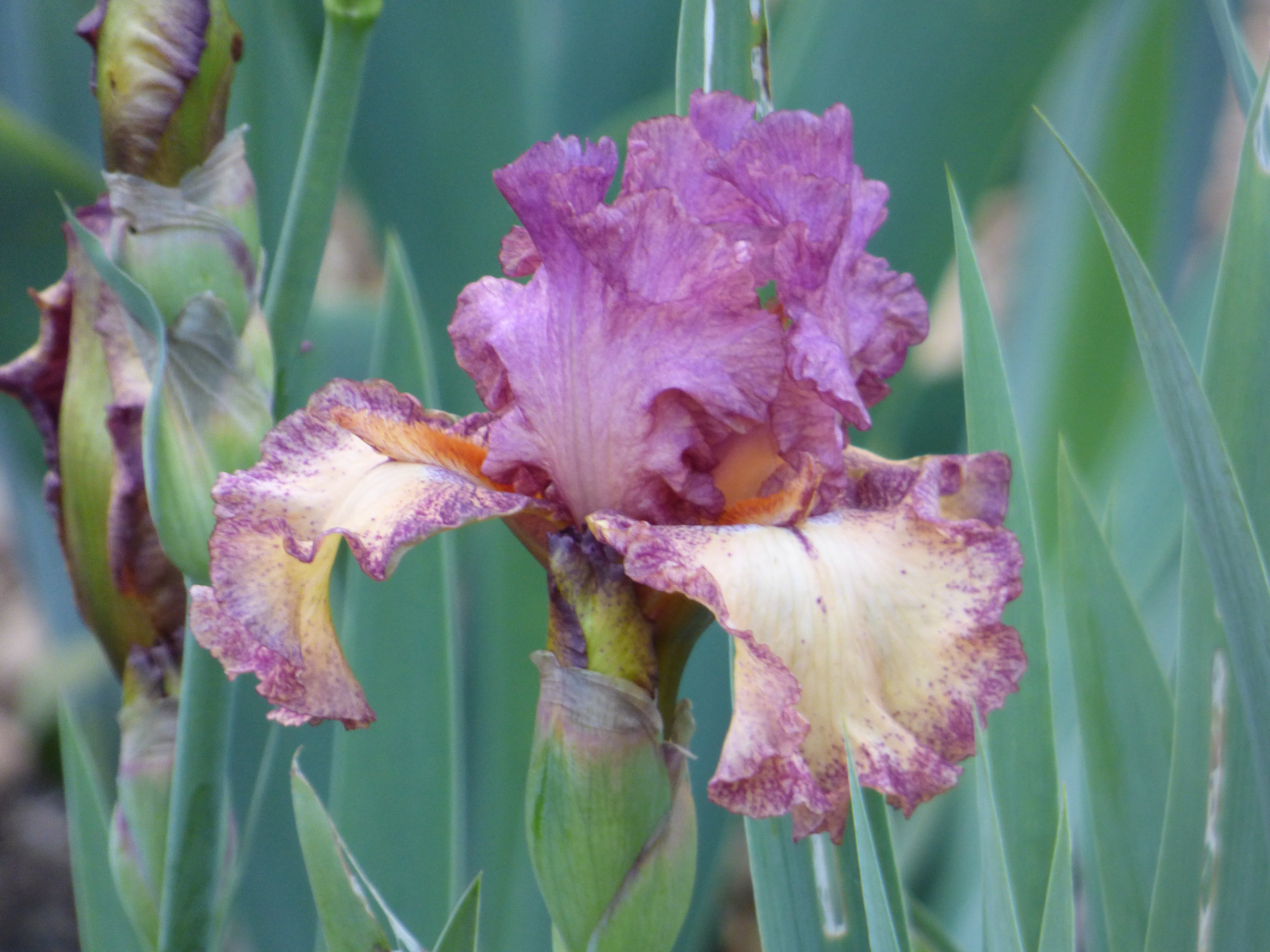 Rock Star | Tall Bearded Iris – Schreiner's Gardens