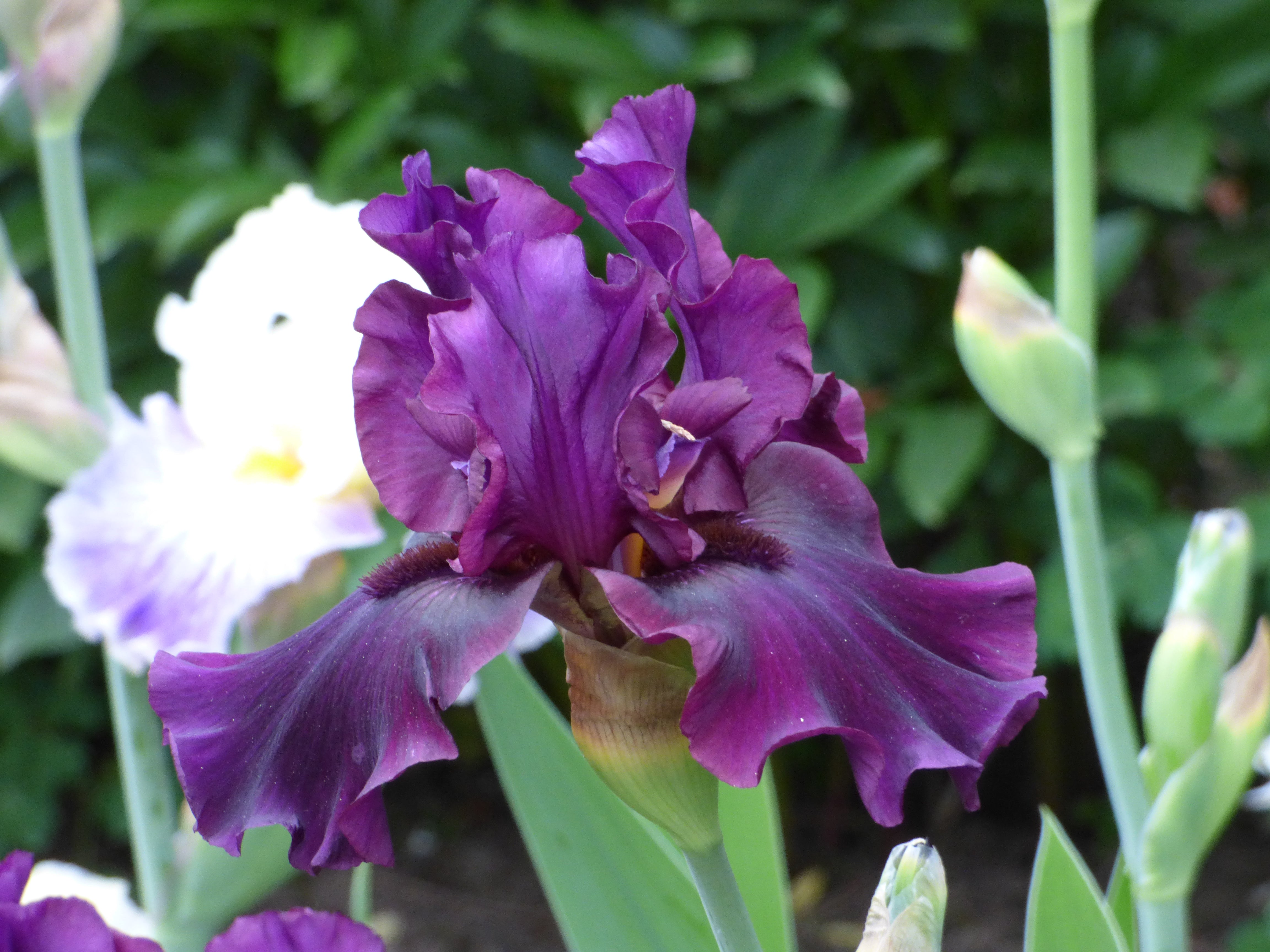 Silken Trim | Tall Bearded Iris – Schreiner's Gardens