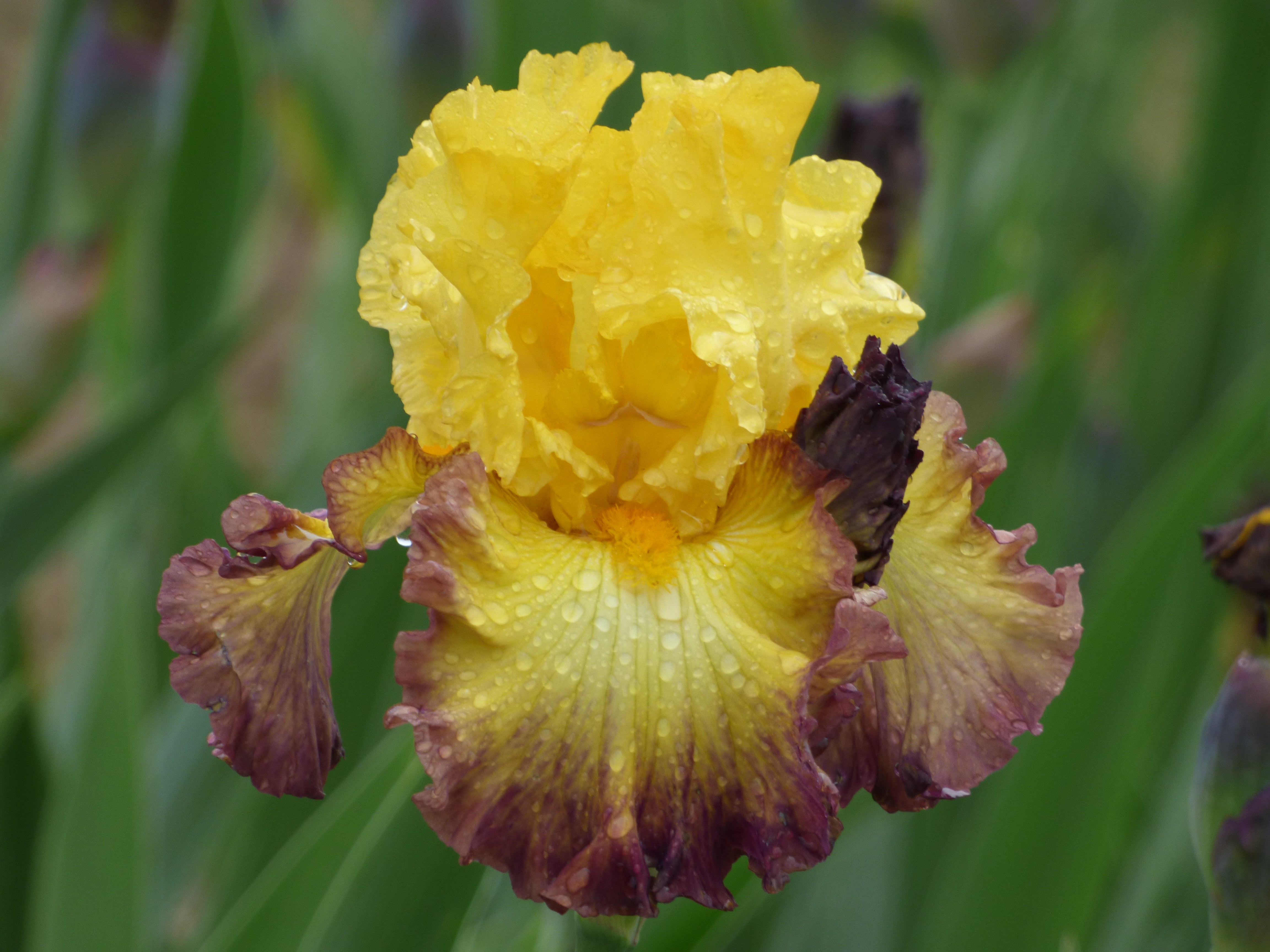 Summer Shadow – Schreiner's Gardens