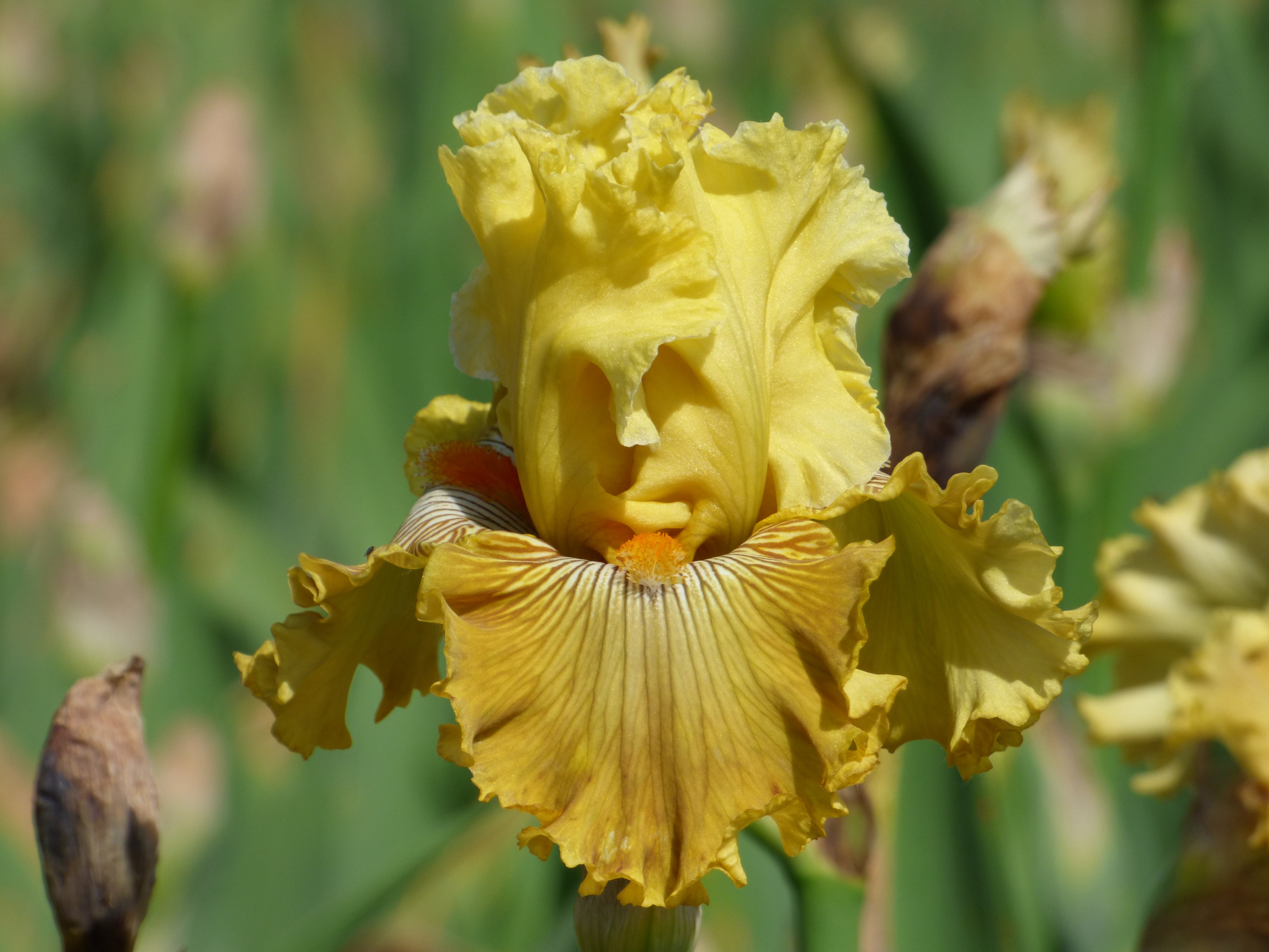 Shadowed Light | Tall Bearded Iris – Schreiner's Gardens