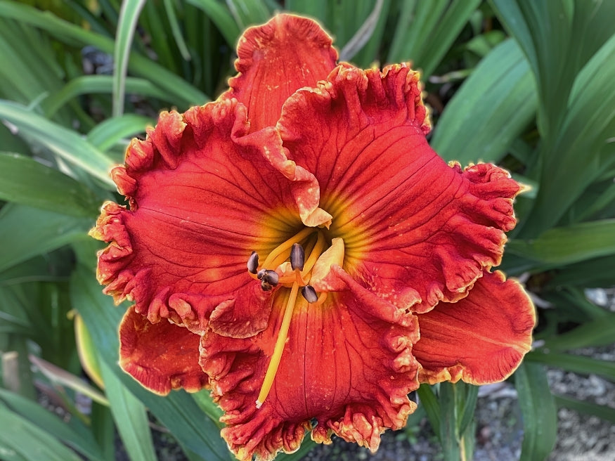 Sheer Panic - Coming Summer 2025 – Schreiner's Gardens