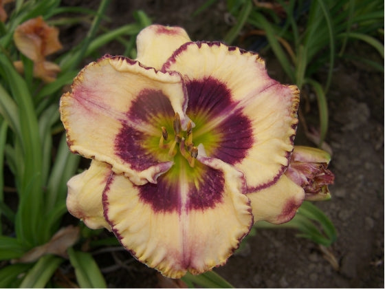 Smooth Talker – Schreiner's Gardens