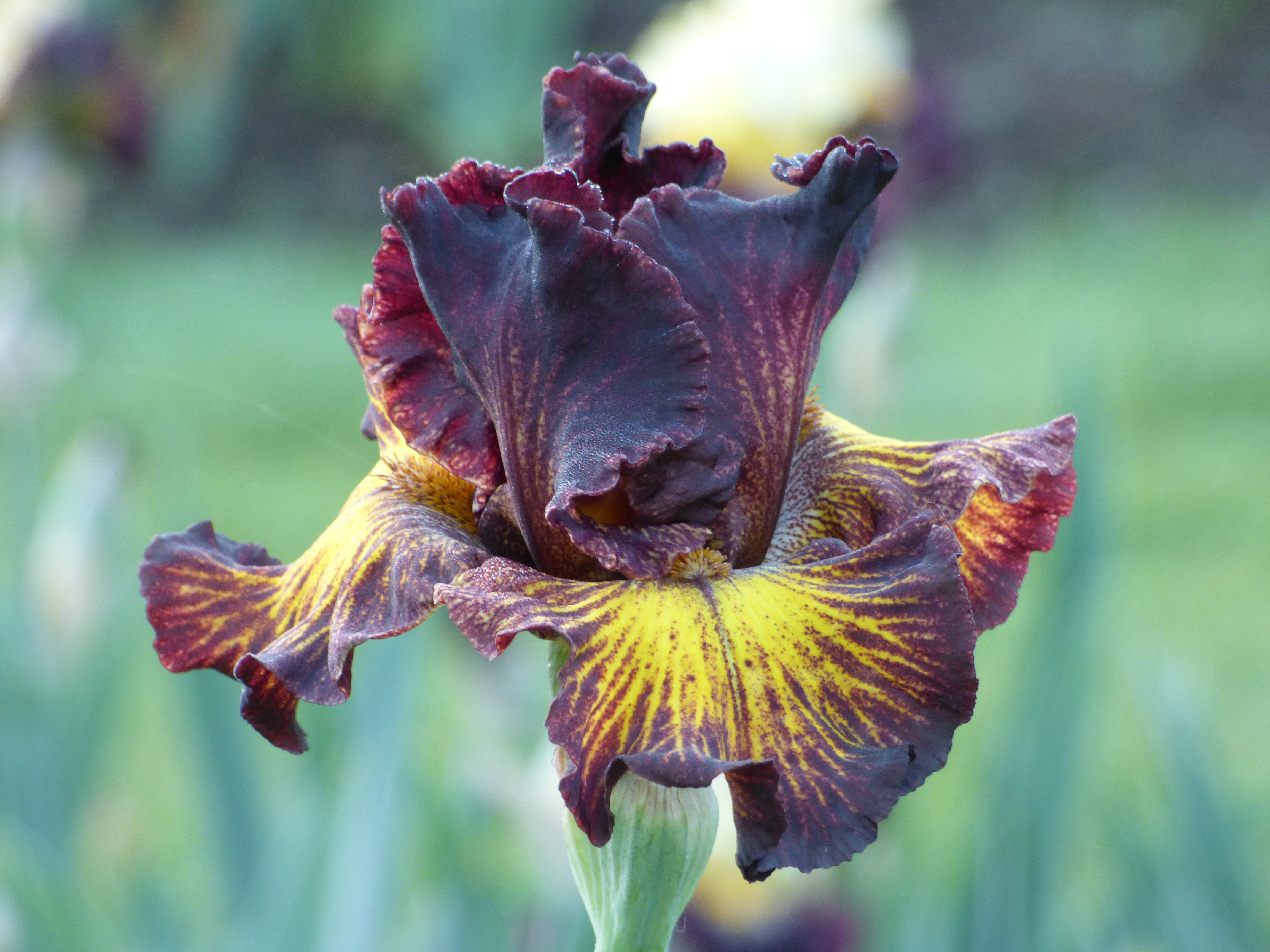 Tuscan Summer | Tall Bearded Iris – Schreiner's Gardens