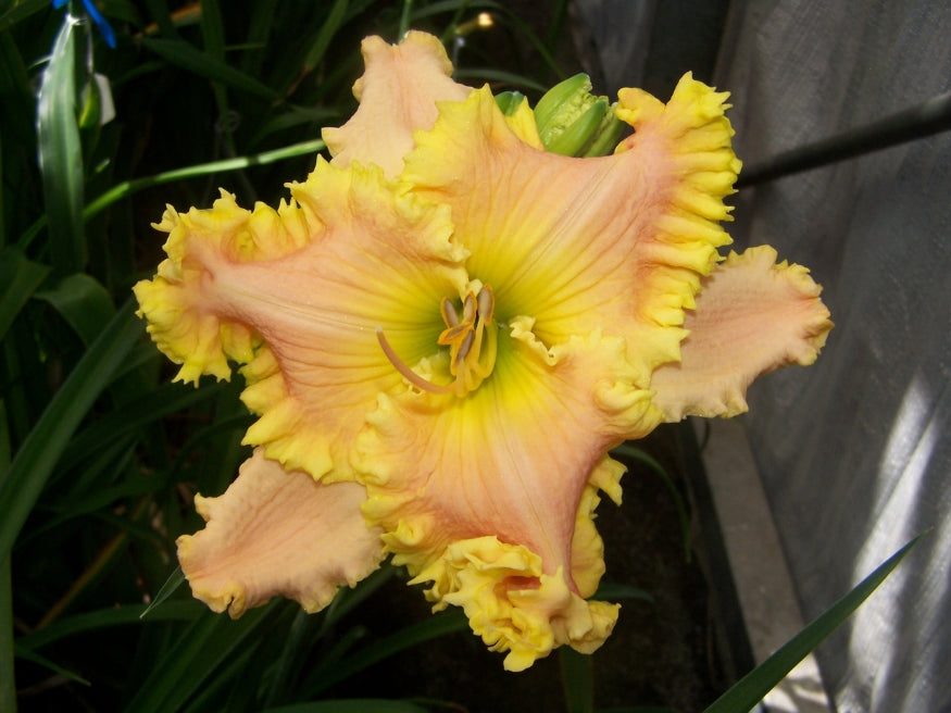 The Incredible Earl Watts – Schreiner's Gardens