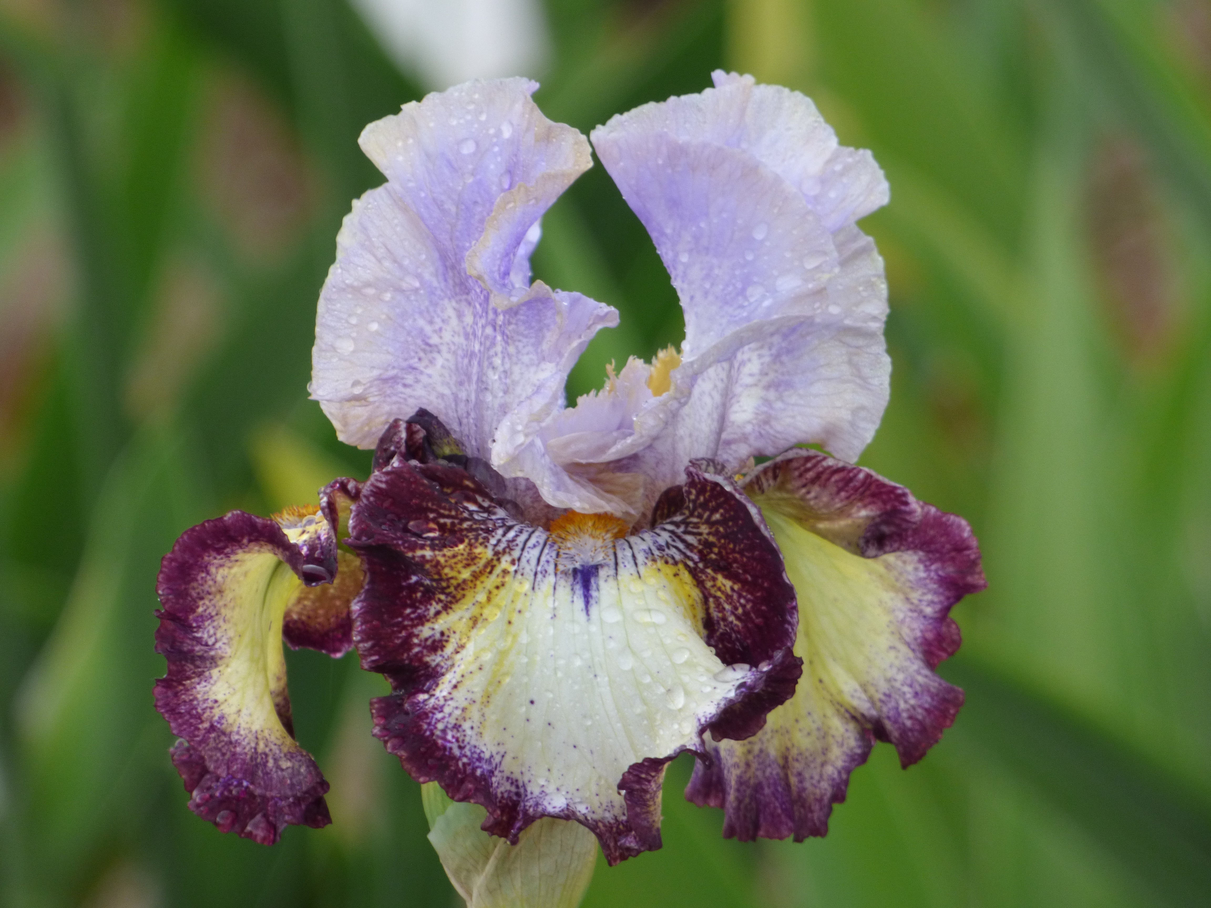 Upperclassman| Tall Bearded Iris – Schreiner's Gardens