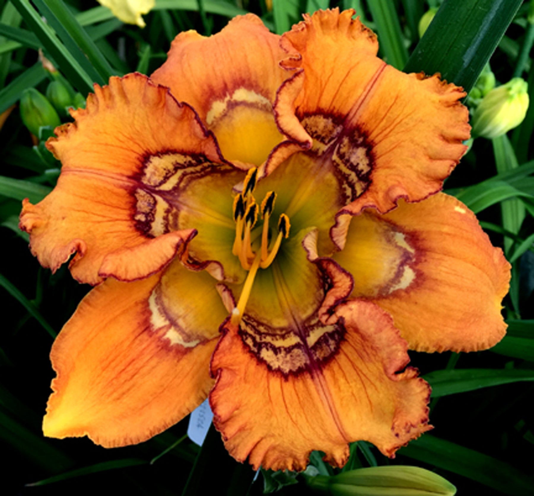 Emblazon|Maryott Daylilies – Schreiner's Gardens
