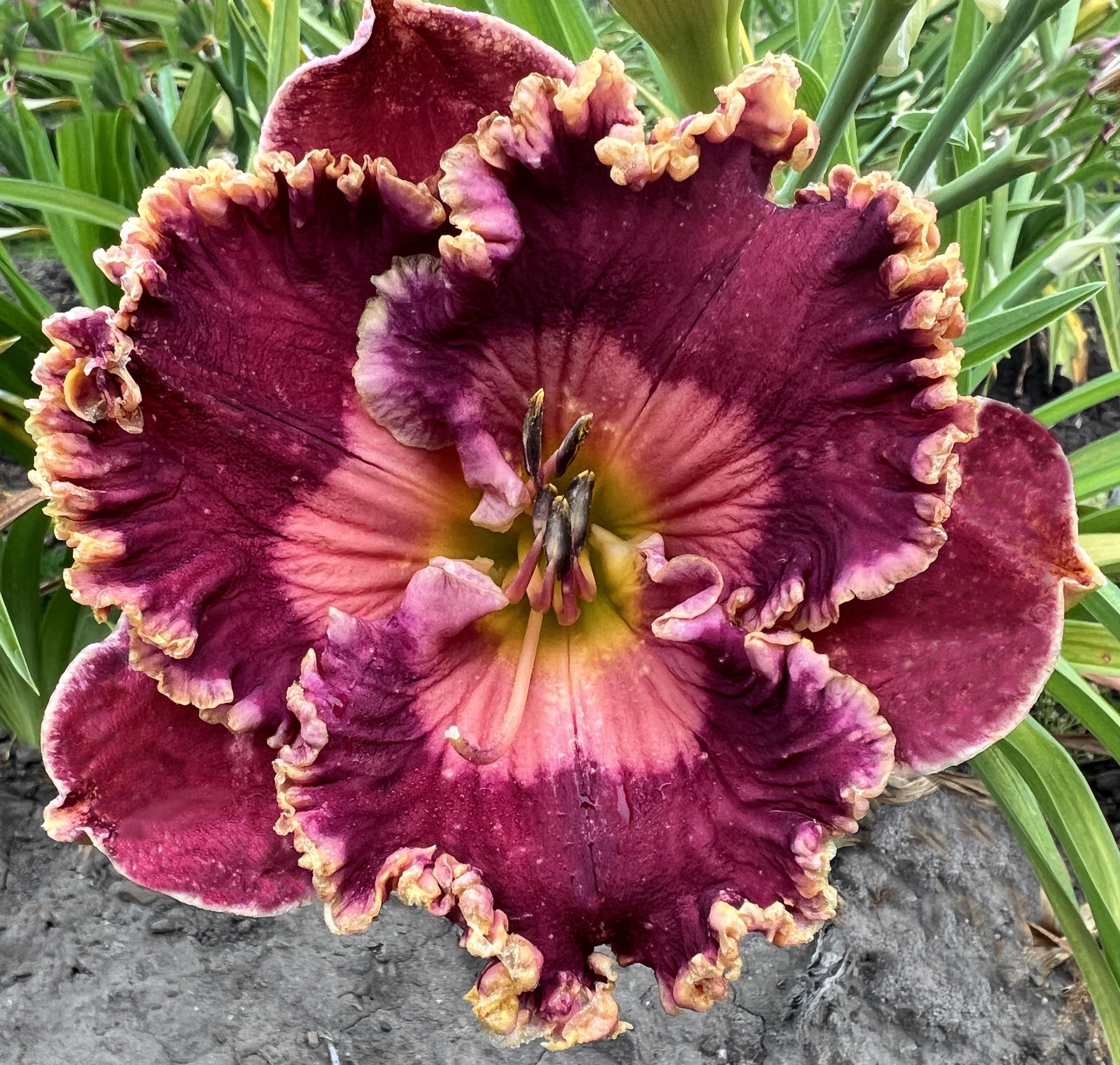 Foreign Concept – Schreiner's Gardens