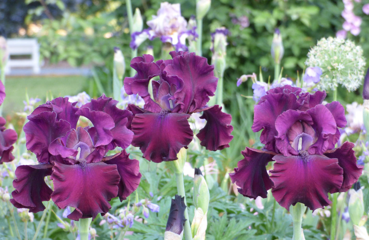 Schreiner's Iris Gardens | Growing the finest Iris since 1925 ...