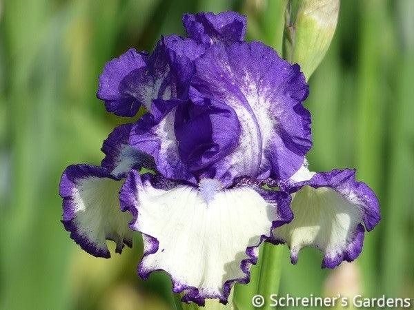 Another Chapter - Bonus | Tall Bearded Iris – Schreiner's Gardens