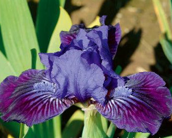 Autumn Jester | Dwarf Bearded Iris – Schreiner's Gardens