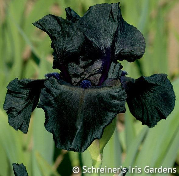 Black Suited | Tall Bearded Iris – Schreiner's Gardens