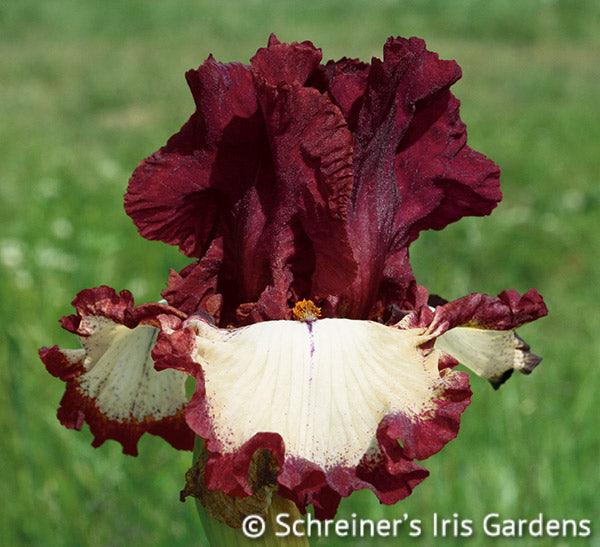 Class Ring | Tall Bearded Iris – Schreiner's Gardens