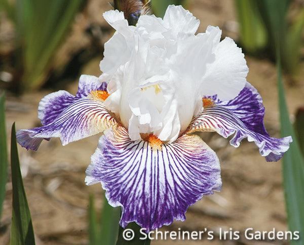 Crow's Feet | Border & Table Bearded Iris – Schreiner's Gardens