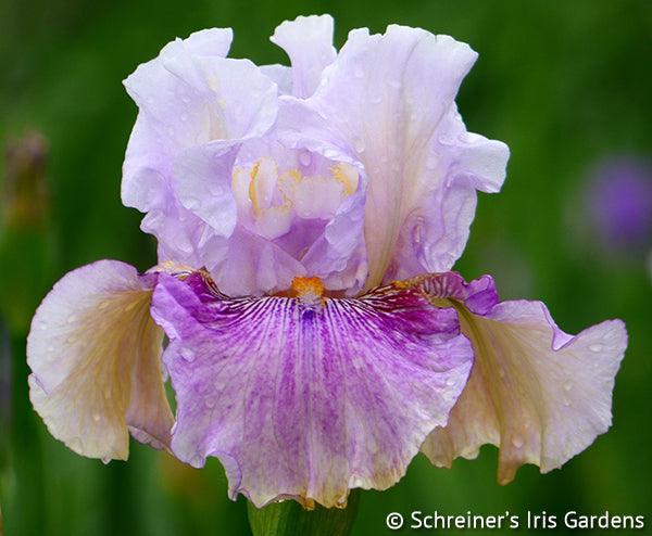 Pickathon | Tall Bearded Iris – Schreiner's Gardens