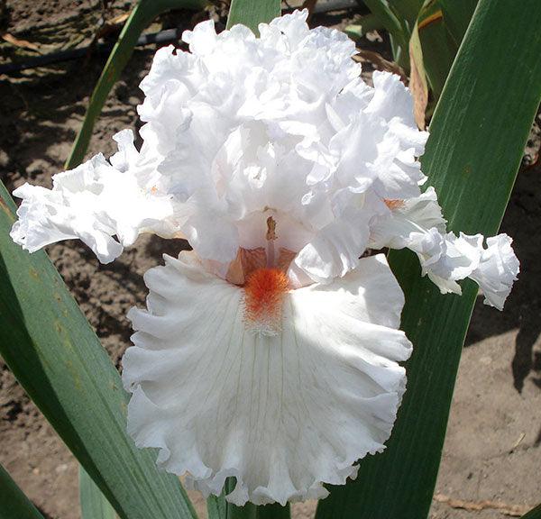 Christmas Spirit | Tall Bearded Iris – Schreiner's Gardens