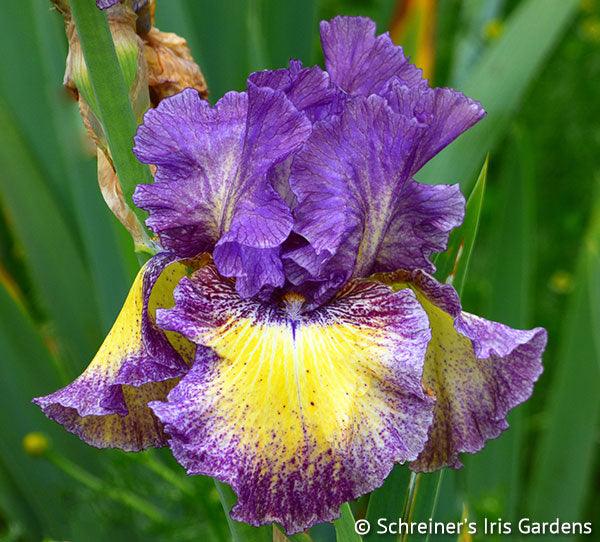 Foolish Dreamer | Tall Bearded Iris – Schreiner's Gardens