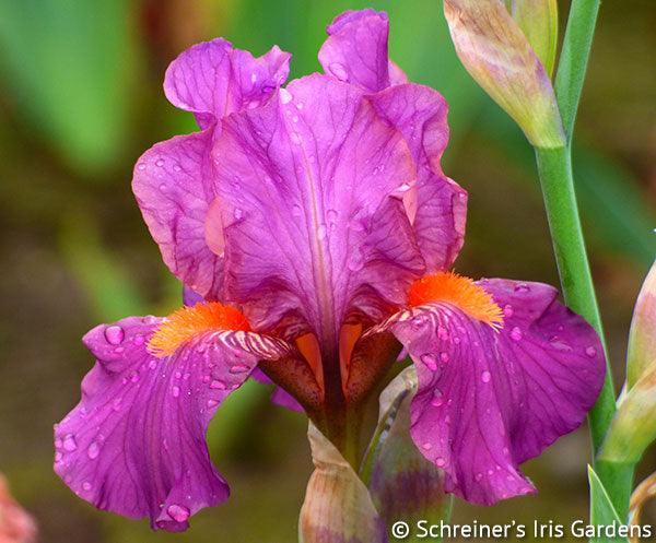 Raspberry Shocker | Border & Table Bearded Iris – Schreiner's Gardens