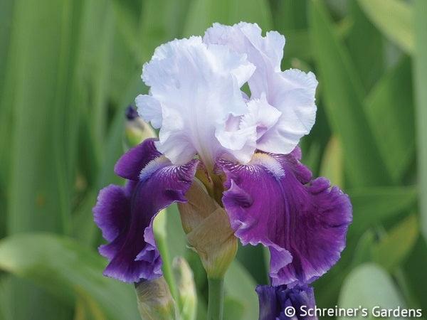 Russian River | Tall Bearded Iris – Schreiner's Gardens