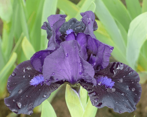 Black Lightning | Dwarf Bearded Iris – Schreiner's Gardens