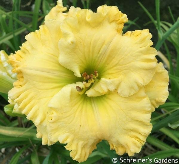 Lemon Fever | Maryott Daylilies – Schreiner's Gardens