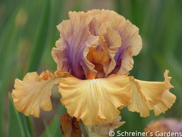 Color Capers | Tall Bearded Iris – Schreiner's Gardens