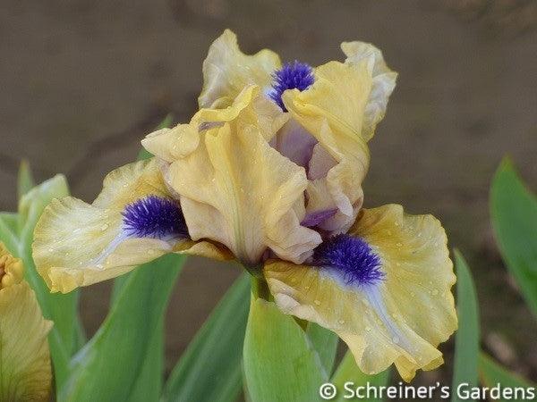 Blue Eyed Girl | Dwarf Bearded Iris – Schreiner's Gardens