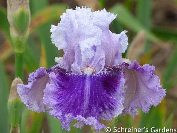 Frill Of It All | Tall Bearded Iris – Schreiner's Gardens