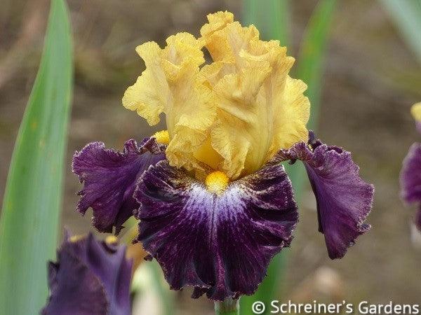 Mendacity | Tall Bearded Iris – Schreiner's Gardens