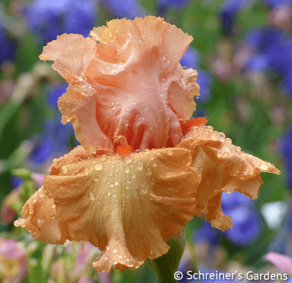 Autumn Riesling | Tall Bearded Iris – Schreiner's Gardens