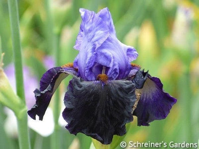Dangerous Mood | Tall Bearded Iris – Schreiner's Gardens