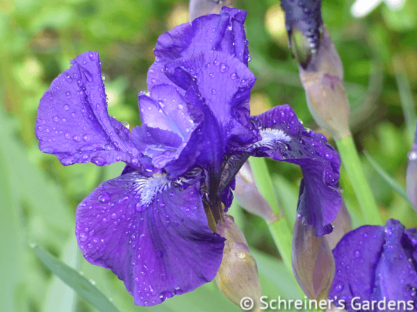 Halston | Intermediate Bearded Iris – Schreiner's Gardens