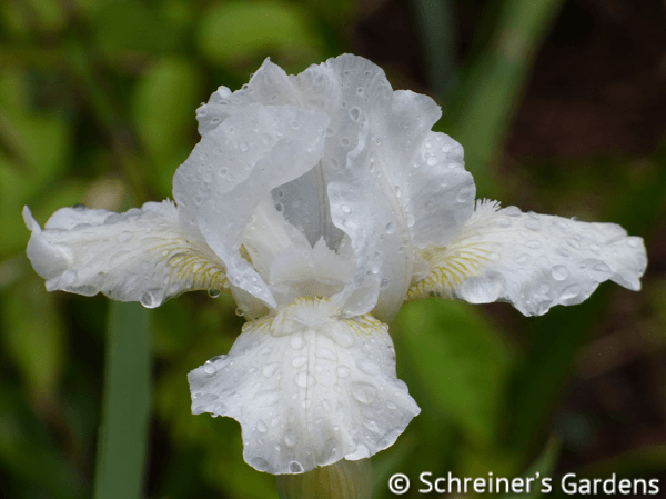 Low Ho Silver | Intermediate Bearded Iris – Schreiner's Gardens
