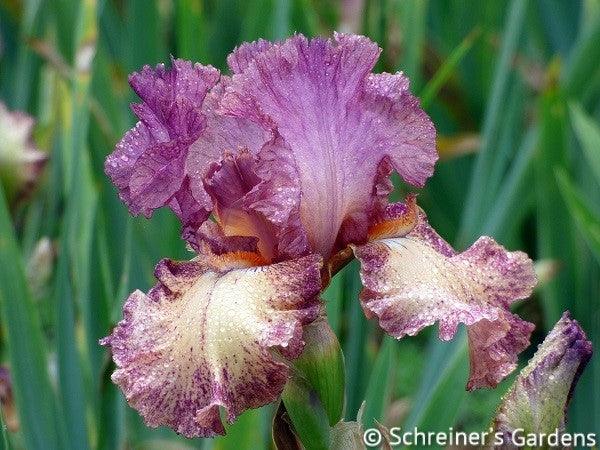 Rock Star | Tall Bearded Iris – Schreiner's Gardens