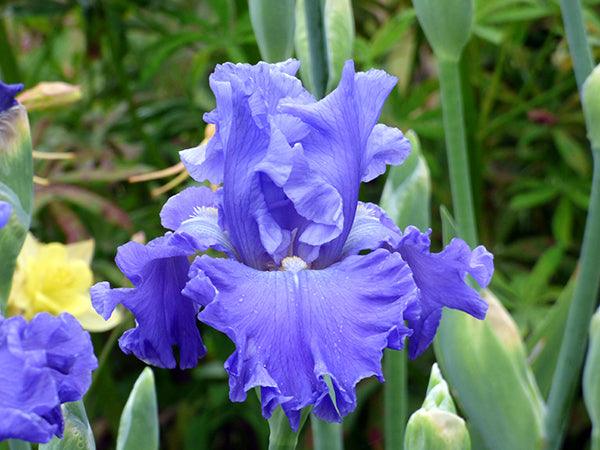 Open Ocean | Tall Bearded Iris – Schreiner's Gardens