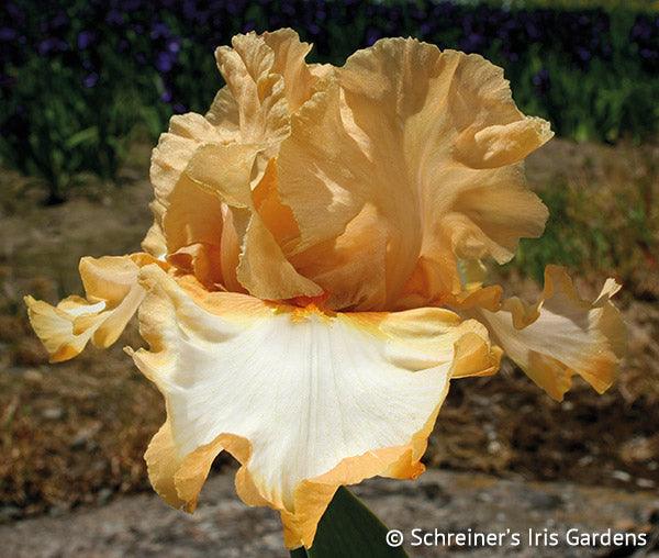 Orange Titan | Tall Bearded Iris – Schreiner's Gardens