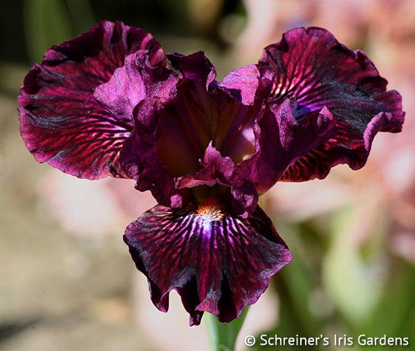 Raspberry Tiger | Dwarf Bearded Iris – Schreiner's Gardens