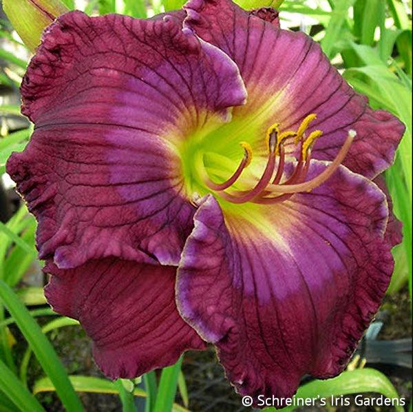 Blue Eyed Phantom | Spring Daylily Catalog – Schreiner's Gardens