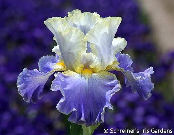 Gilt-Edged Bond | Tall Bearded Iris – Schreiner's Gardens