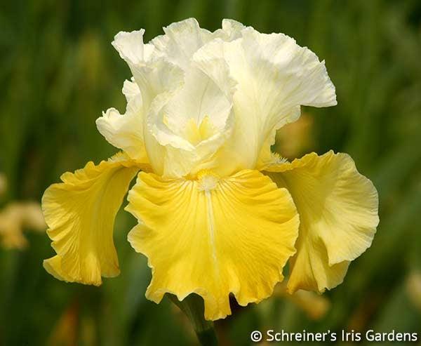 Lemon Cloud | Tall Bearded Iris – Schreiner's Gardens