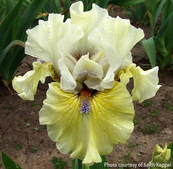 Marsh Mist | Intermediate Bearded Iris – Schreiner's Gardens