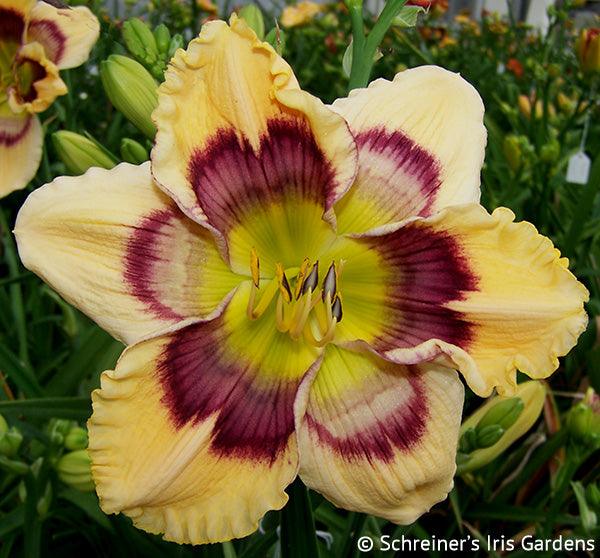 Pattern Supreme | Maryott Daylilies – Schreiner's Gardens