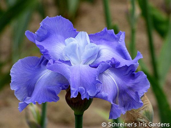 Downstream | Tall Bearded Iris – Schreiner's Gardens
