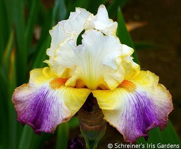 Sunrise Splendor | Tall Bearded Iris – Schreiner's Gardens
