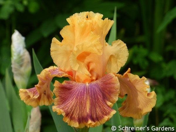 Bottle Rocket | Tall Bearded Iris – Schreiner's Gardens