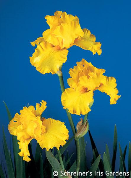 Picasso Moon | Tall Bearded Iris – Schreiner's Gardens