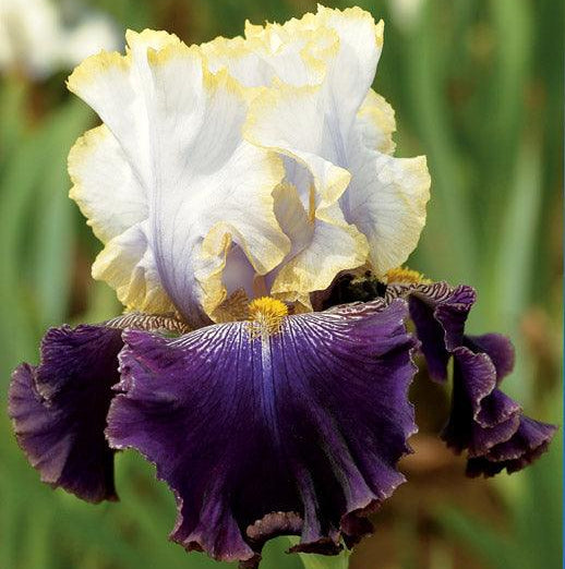 Slovak Prince | Tall Bearded Iris – Schreiner's Gardens