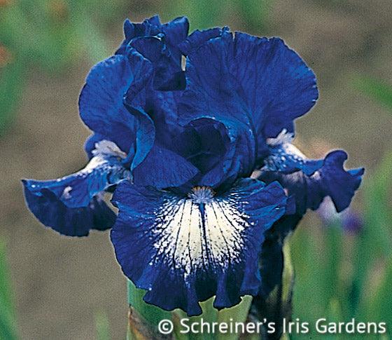 Starwoman | Intermediate Bearded Iris – Schreiner's Gardens