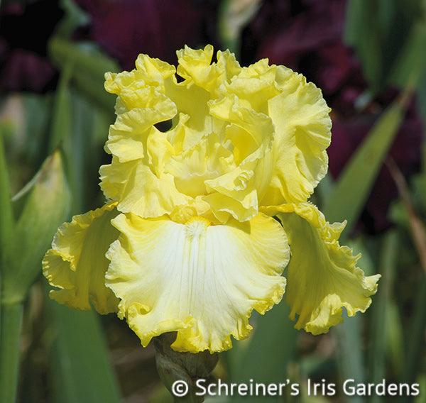 Sun Shine In | Tall Bearded Iris – Schreiner's Gardens