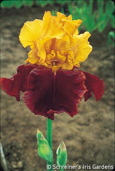 Supreme Sultan | Tall Bearded Iris – Schreiner's Gardens
