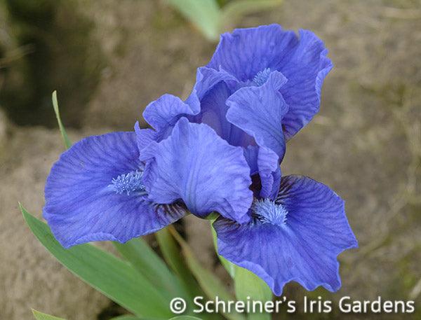 True Navy | Dwarf Bearded Iris – Schreiner's Gardens